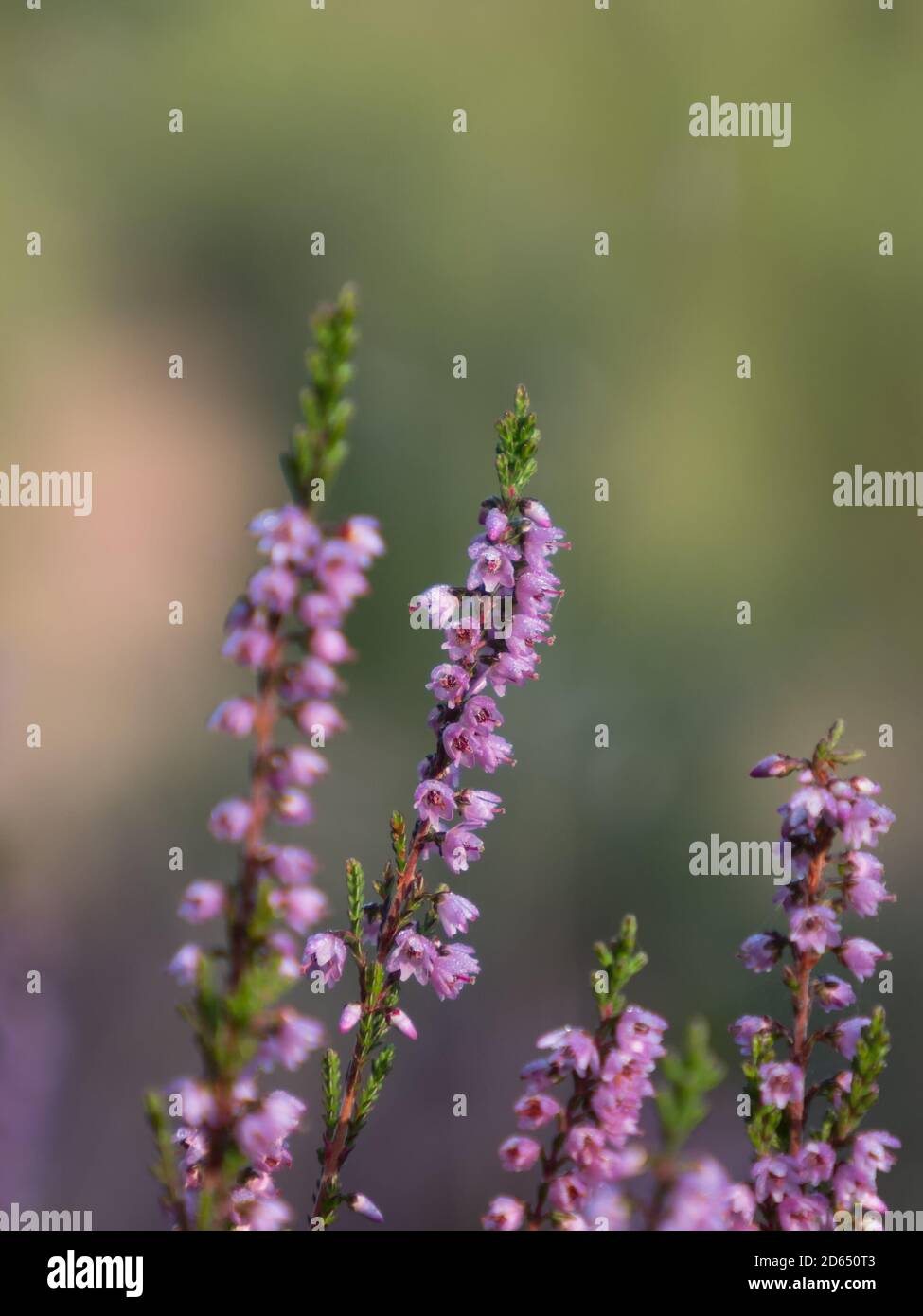 Heather bloom hi-res stock photography and images - Alamy