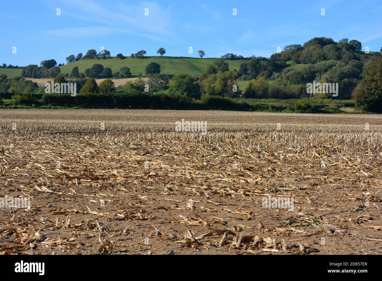 Field of maize stubble after harvest, with woods and green hillside ...