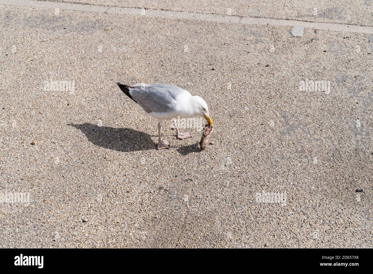 adult seagull eating a fish head on the tarmac, top view with copy ...