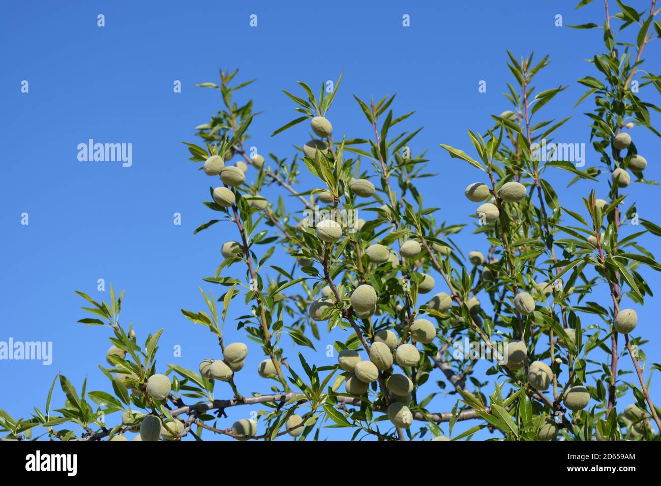 Leafy almond tree hi-res stock photography and images - Alamy