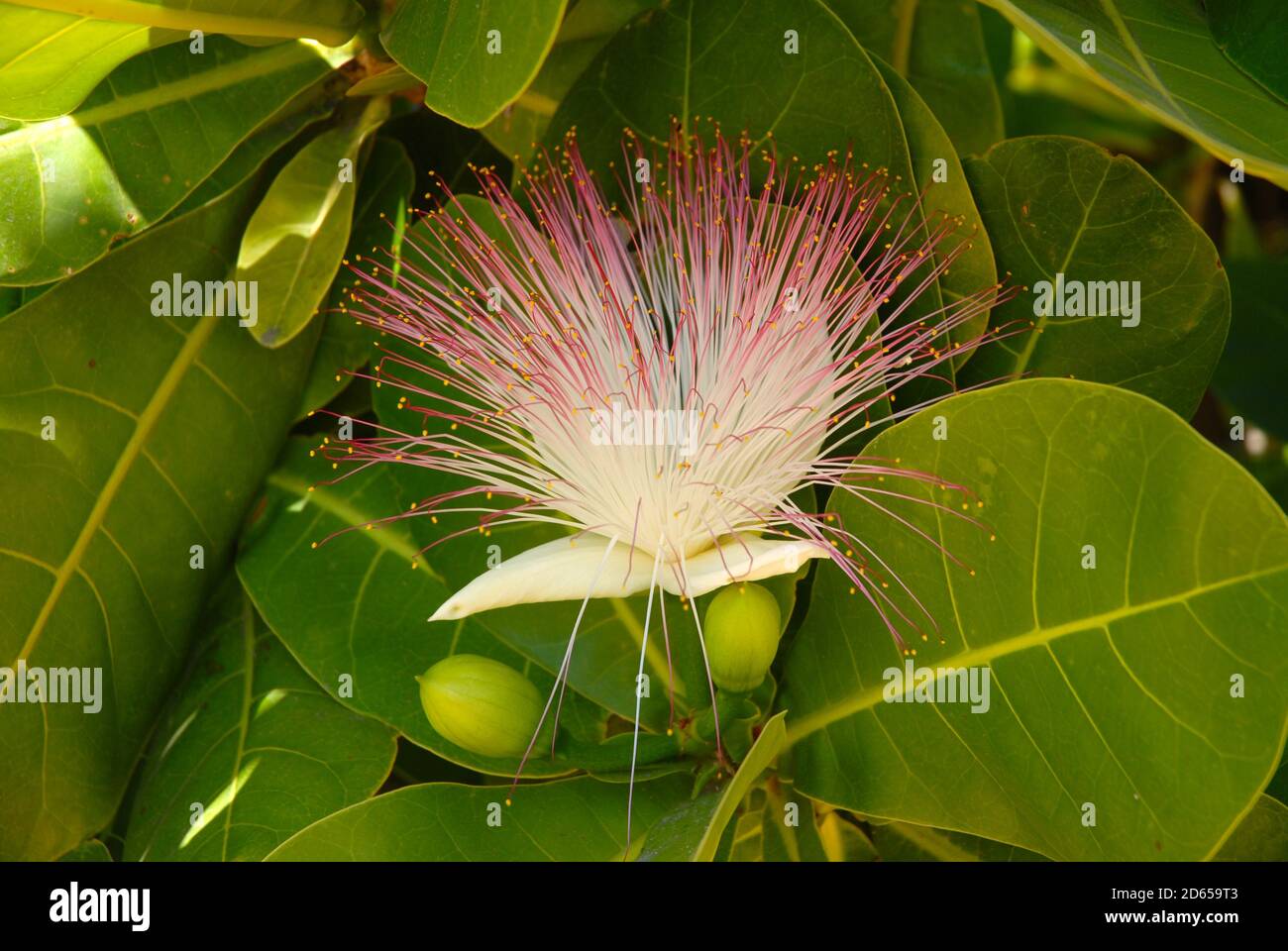 Flower on Barringtonia asiatica, also known as fish poison tree Stock ...
