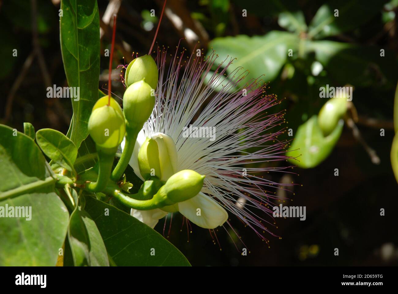Poison tree hi-res stock photography and images - Alamy