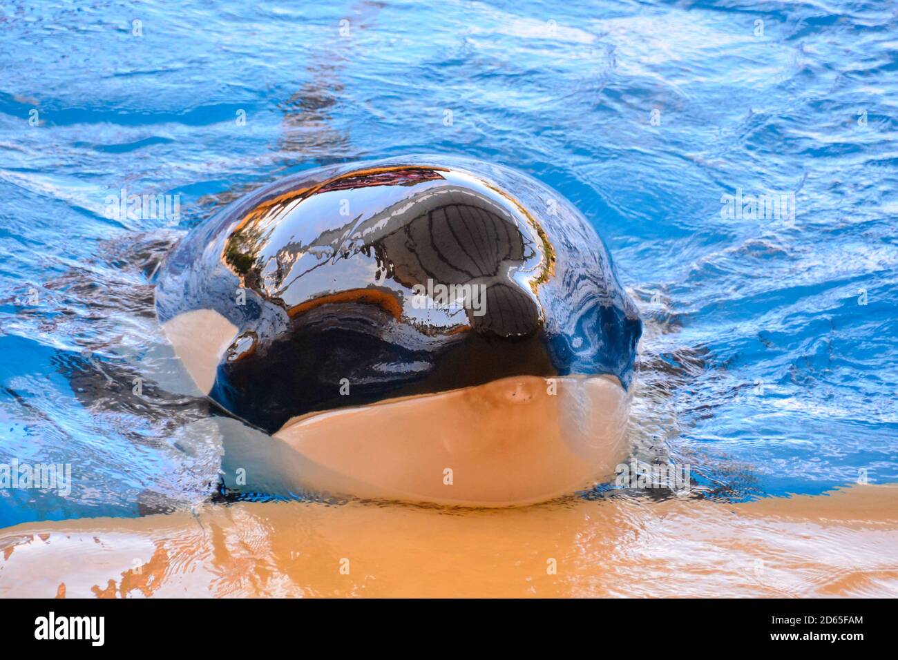 Mammal Orca Killer Whale Fish Stock Photo - Alamy