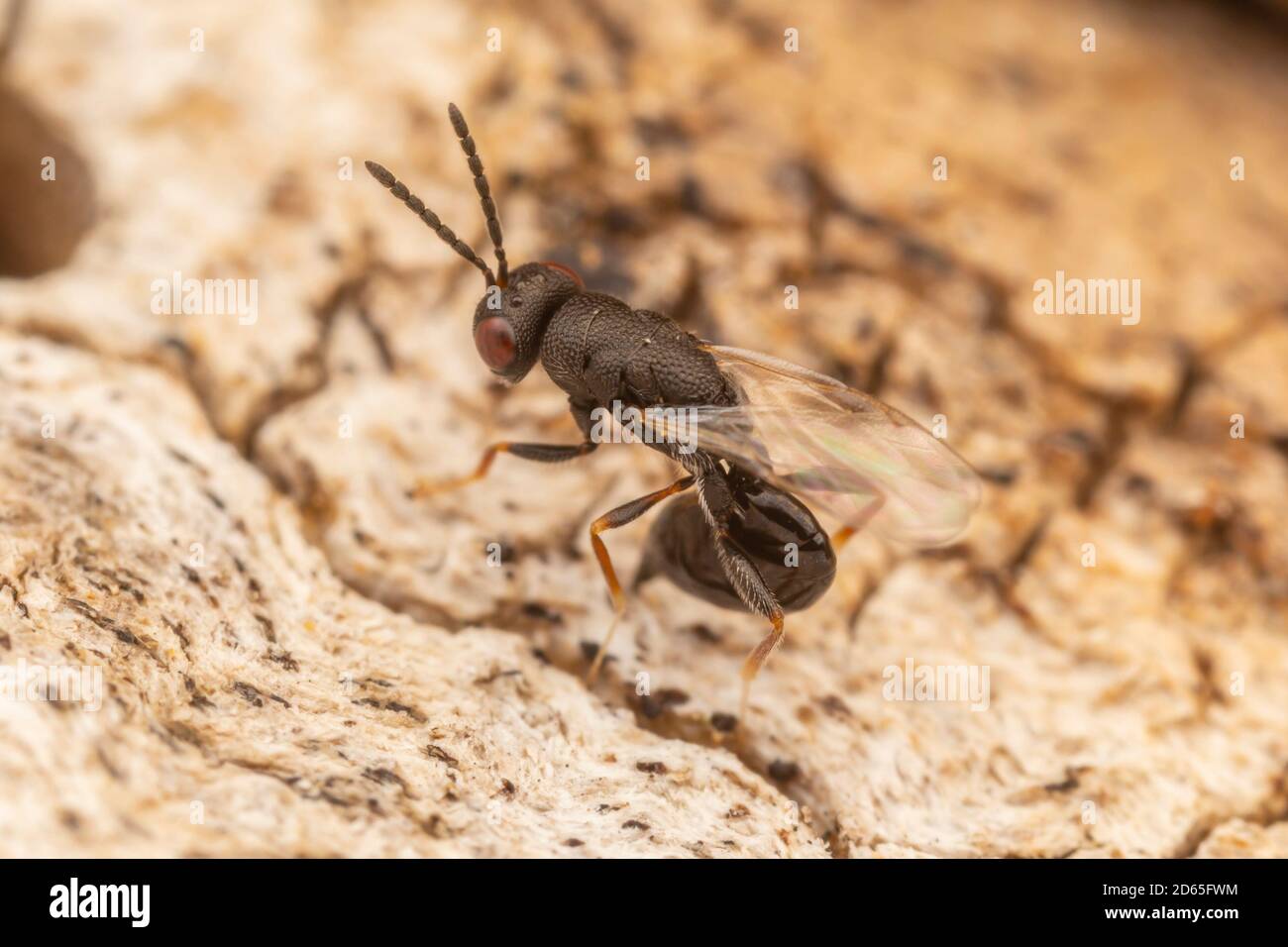 Oviposits hi-res stock photography and images - Alamy