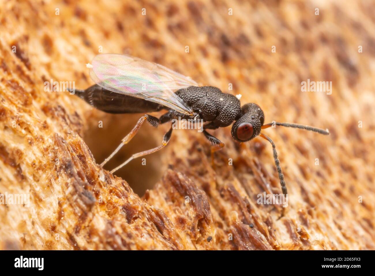 Parasitic wasps chalcidoidea hi-res stock photography and images - Alamy