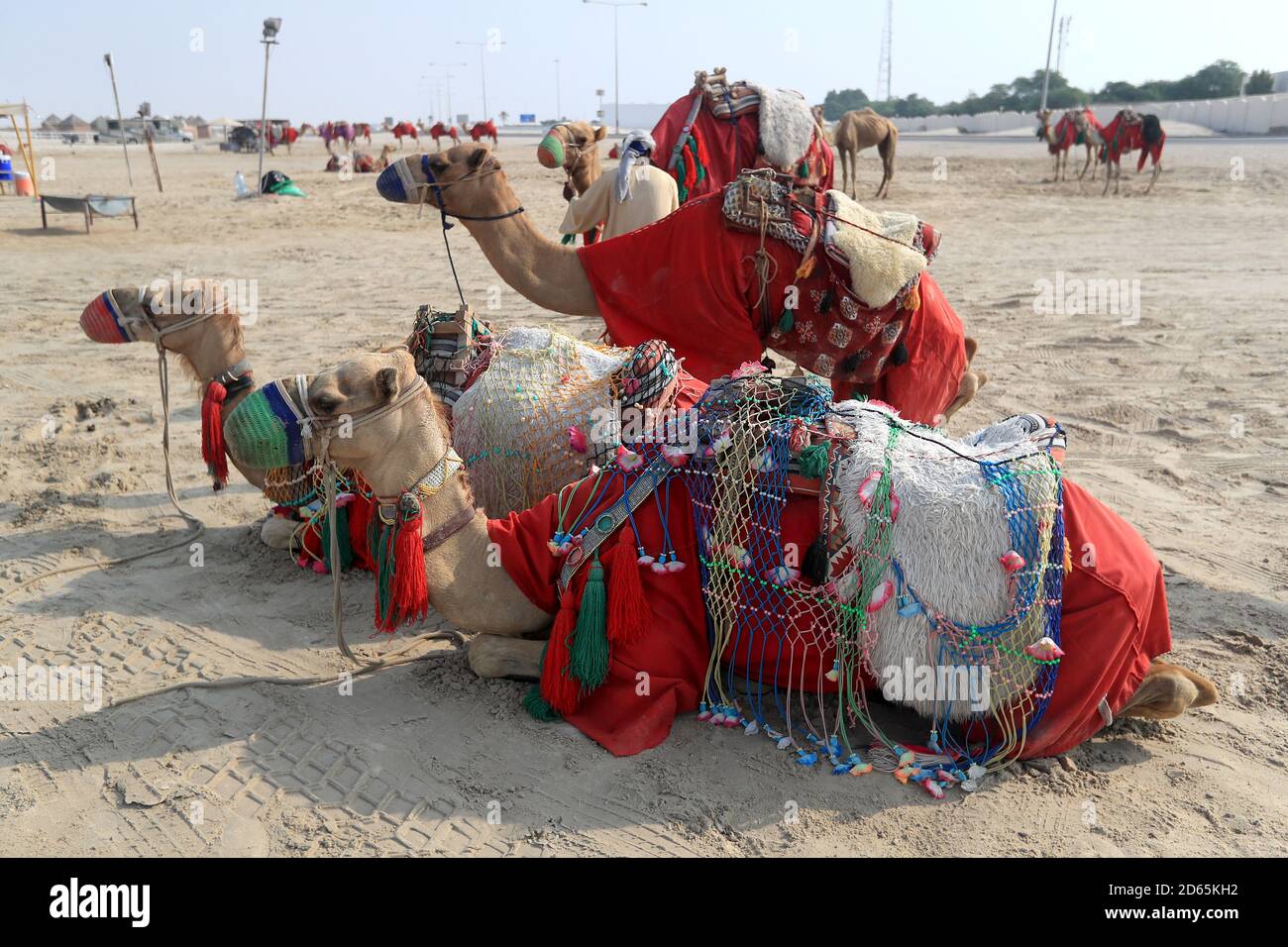 Camel riding tours for tourists in Doha, Qatar Stock Photo - Alamy
