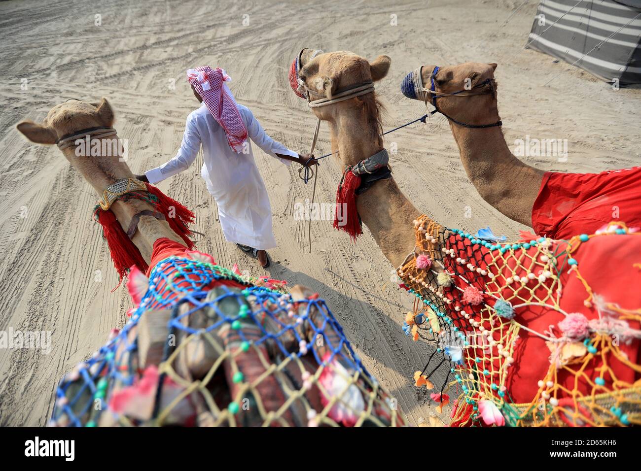 Camel riding tours for tourists in Doha, Qatar Stock Photo - Alamy
