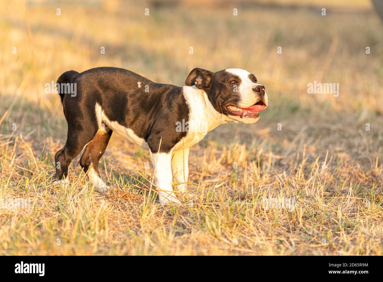 Puppy american black and white bully outdoor Stock Photo - Alamy