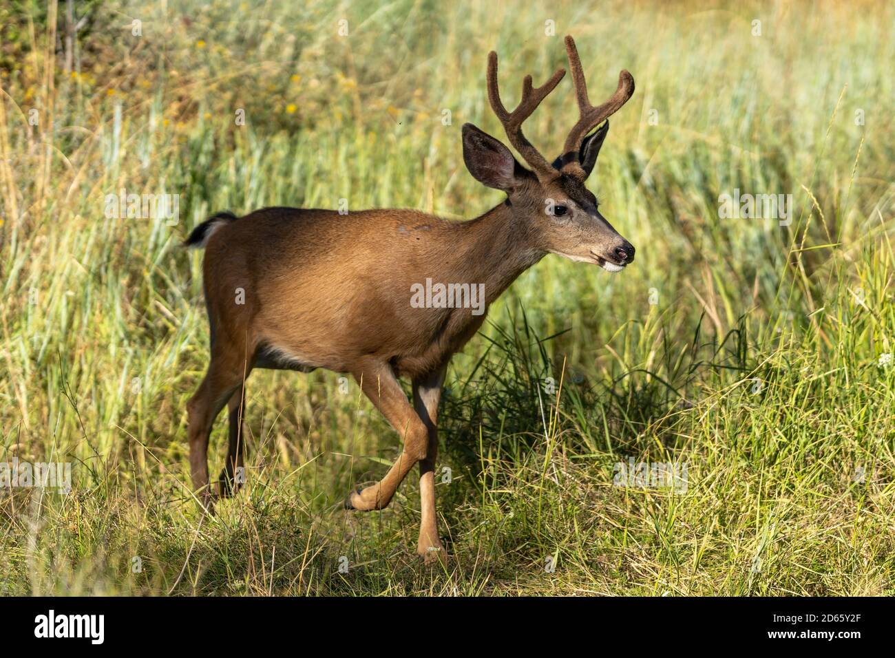 White tailed deer buck close up hi-res stock photography and images - Alamy
