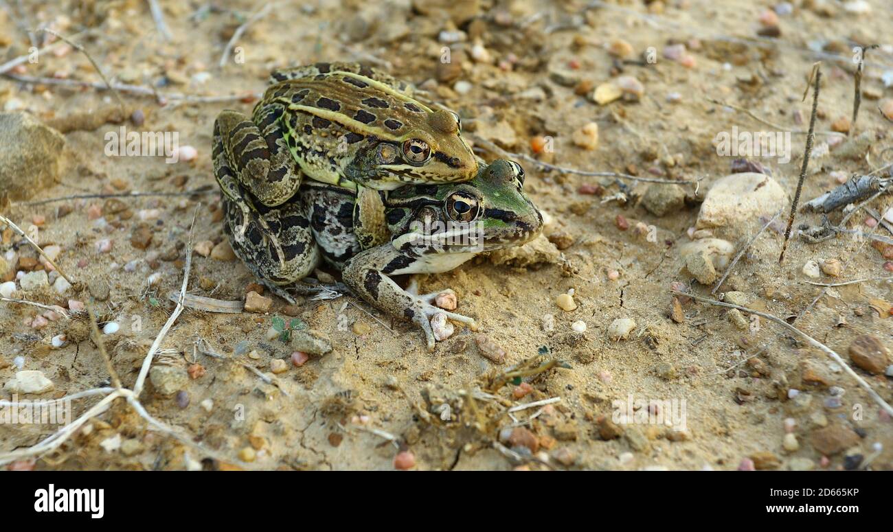 Two Rio Grande Leopard Frogs grasping each other Stock Photo - Alamy