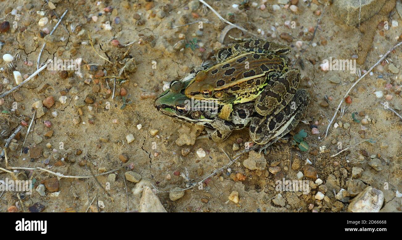 Two Rio Grande Leopard Frogs grasping each other Stock Photo - Alamy
