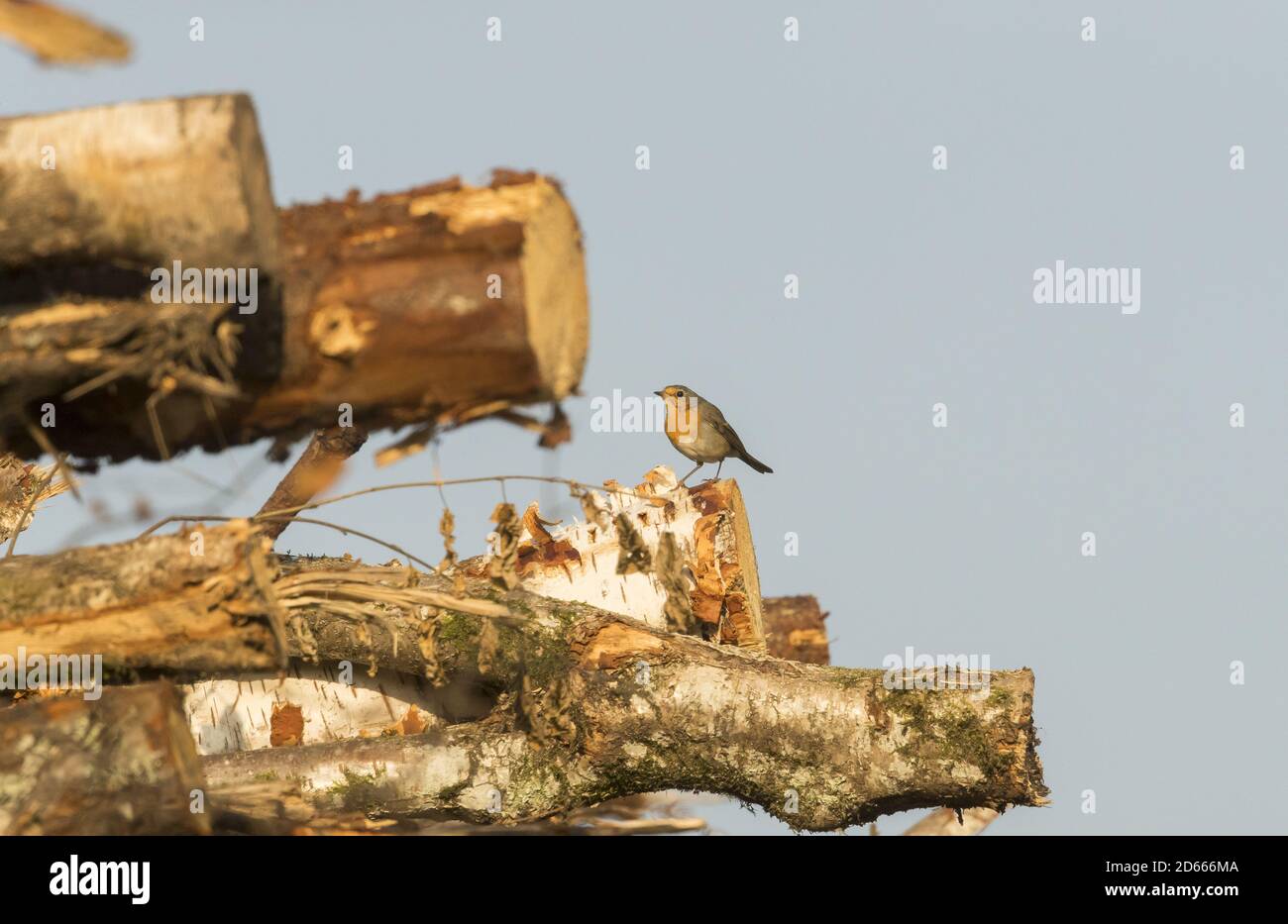 Robin on top of clear-cut pile of timber Stock Photo - Alamy