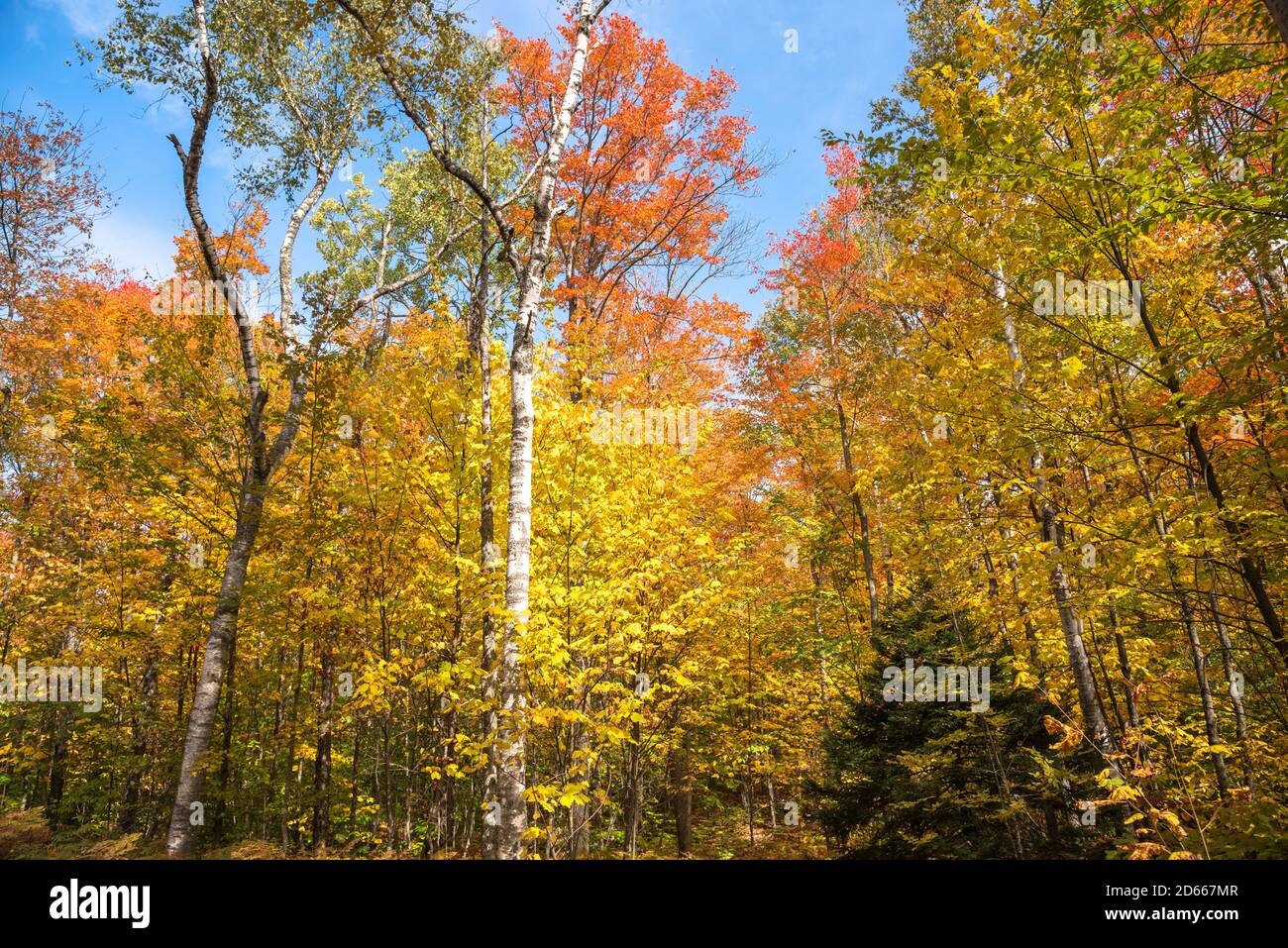 Red sky with forest hi-res stock photography and images - Alamy