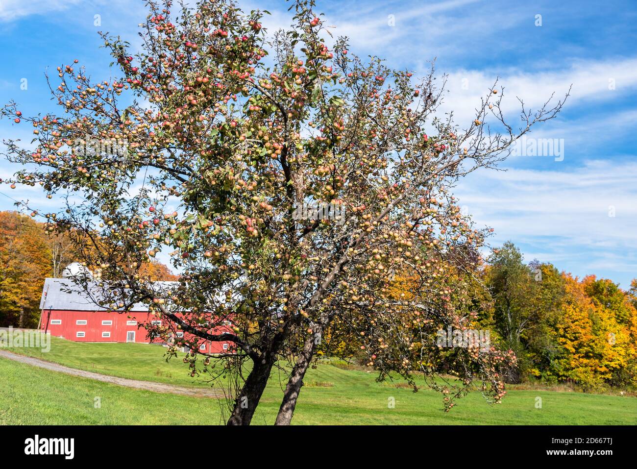 Apple tree with a red wwoden barn in background on a clear autumn day ...