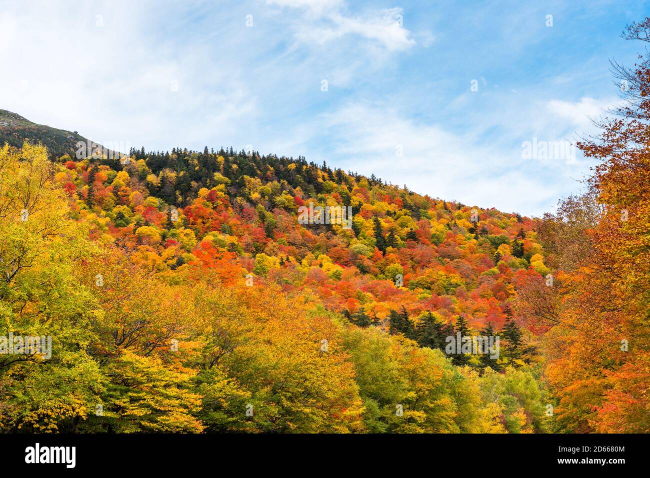 Deciduous forest at the peak of fall foliage in the mountains and blue ...