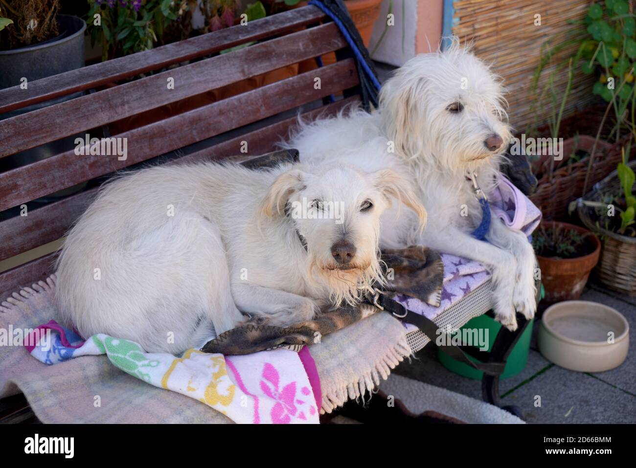 Adorable domestic white furry dogs with a leash on the bench Stock ...
