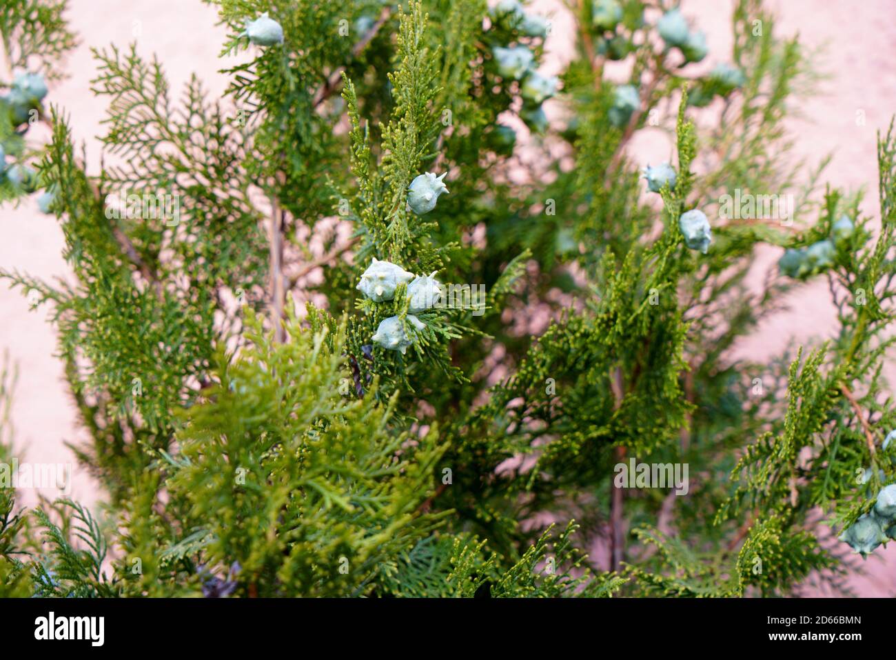 Closeup shot of the Chinese thuja plant in the garden Stock Photo - Alamy