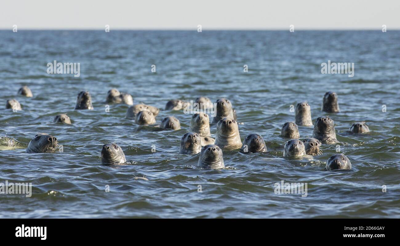 Group of seals watching visitors on sea Stock Photo - Alamy