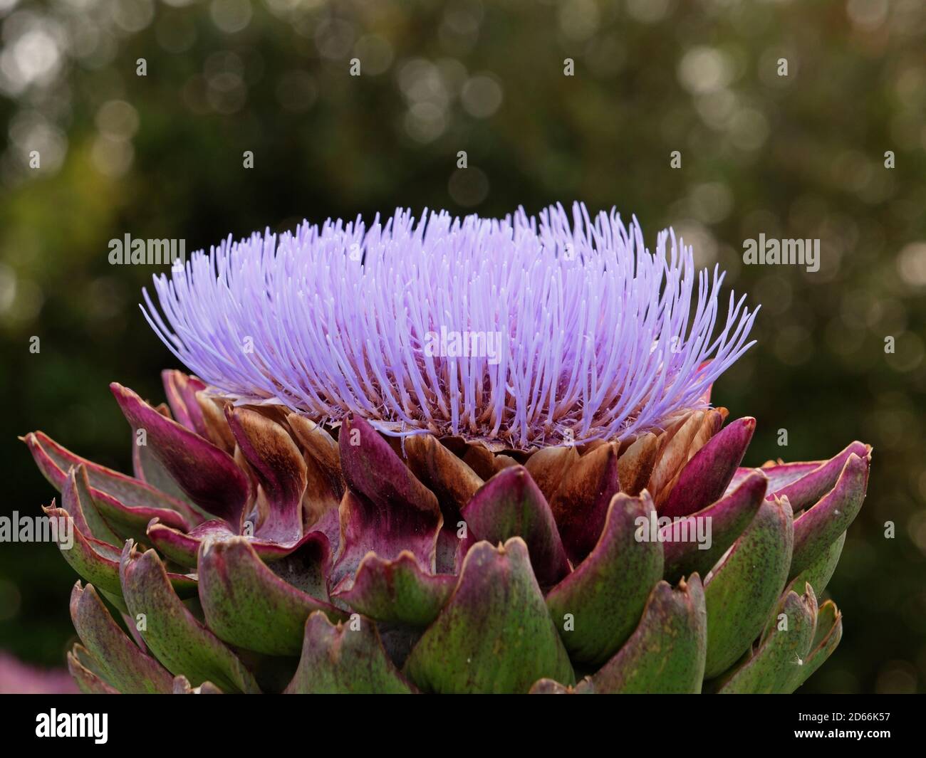 Purple bud hi-res stock photography and images - Alamy