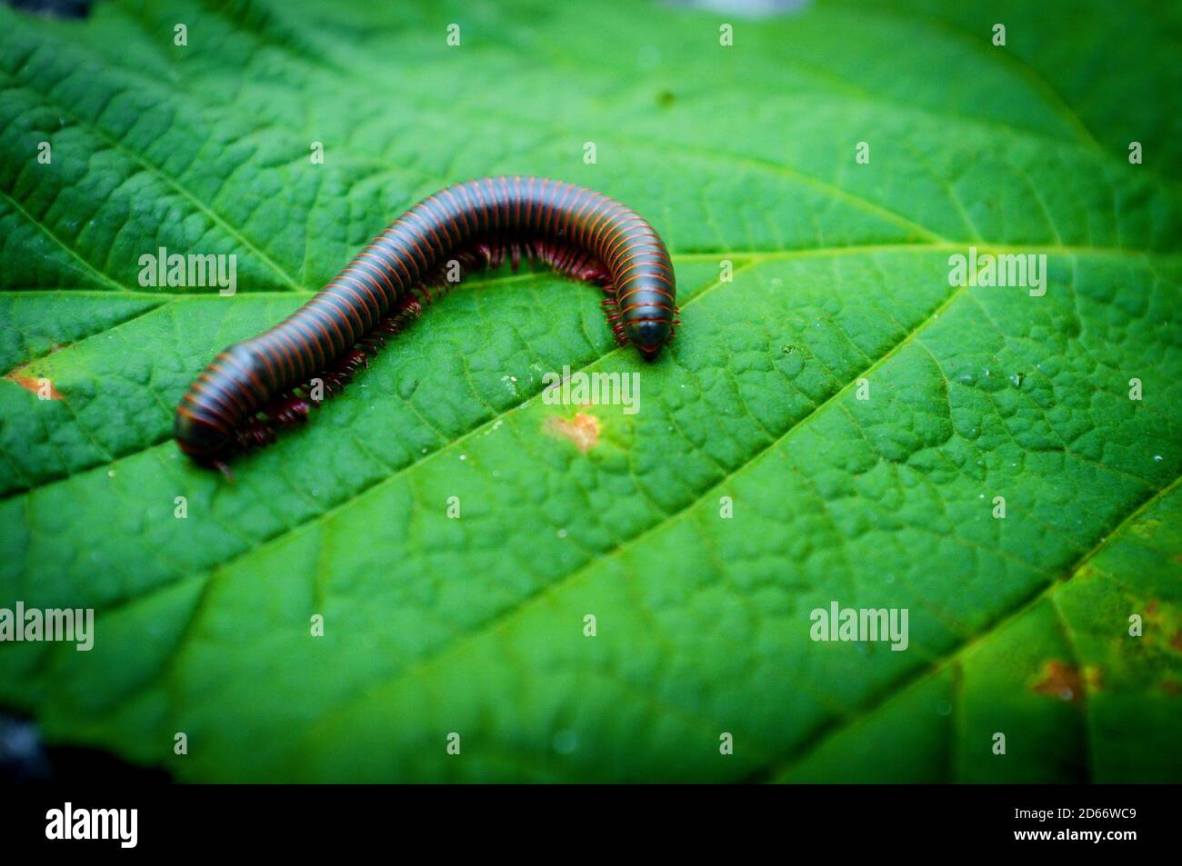 Macro closeup of orange and black millipede insect Stock Photo - Alamy