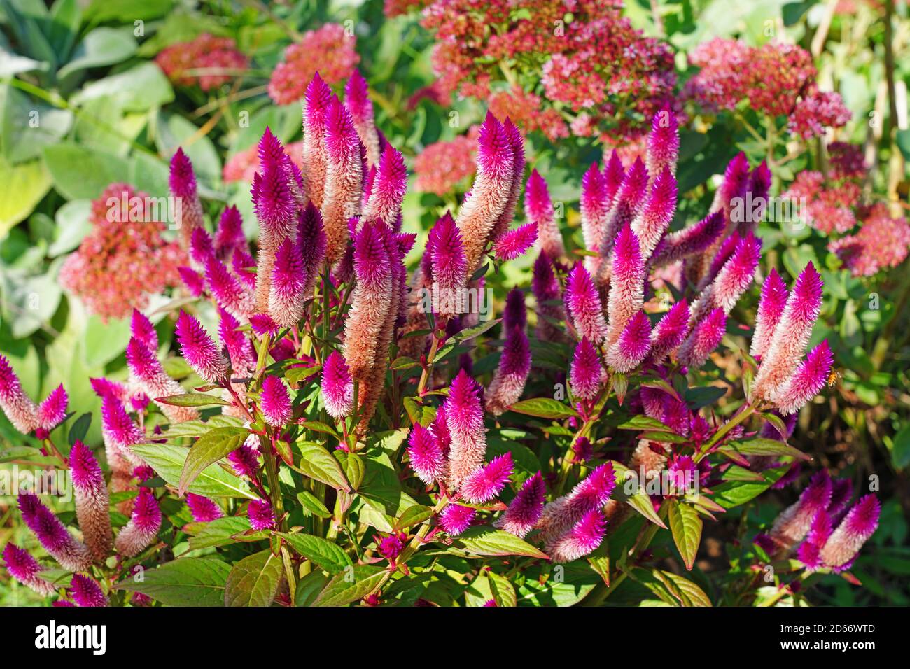 Pink spikes of celosia flowers in bloom in the fall Stock Photo - Alamy