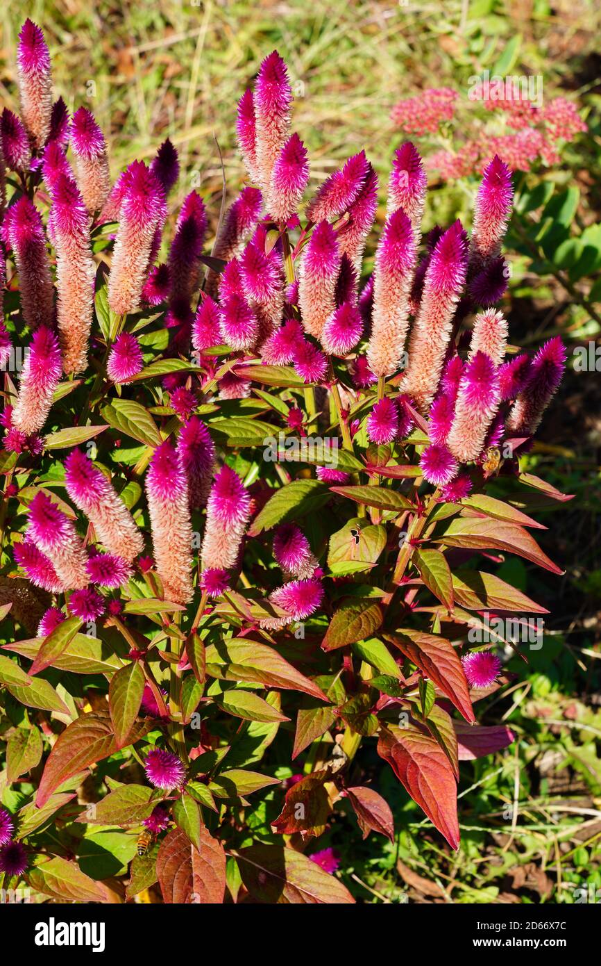 Pink spikes of celosia flowers in bloom in the fall Stock Photo - Alamy