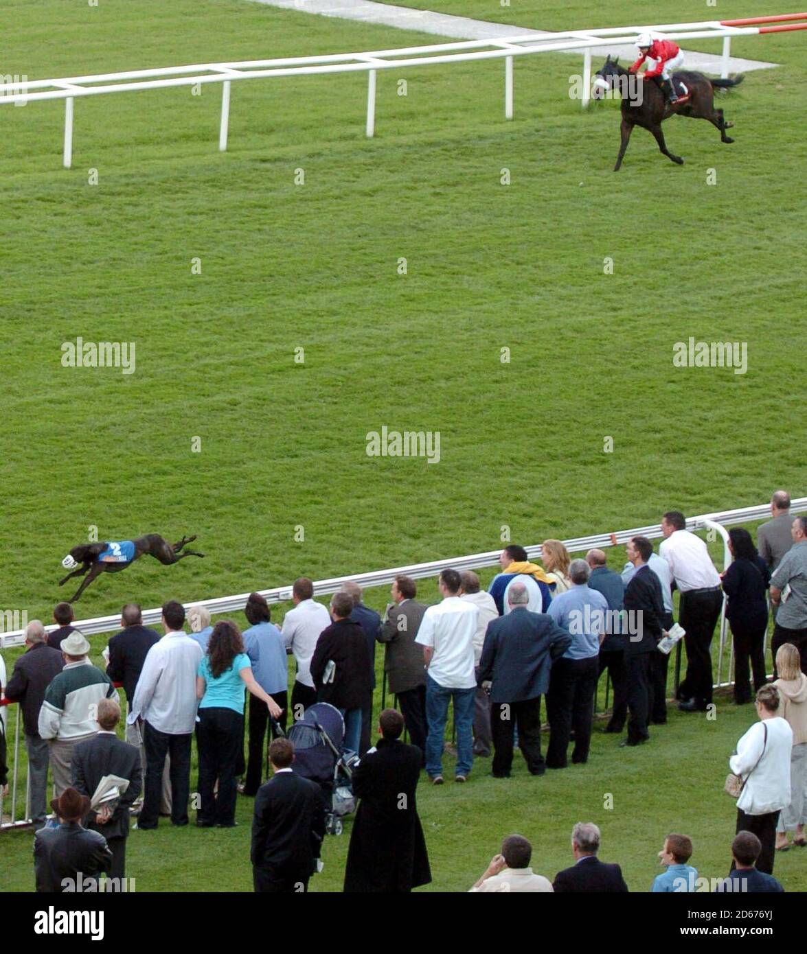 The greyhound Simply Fabulous (l) on its way to winning the horse v ...
