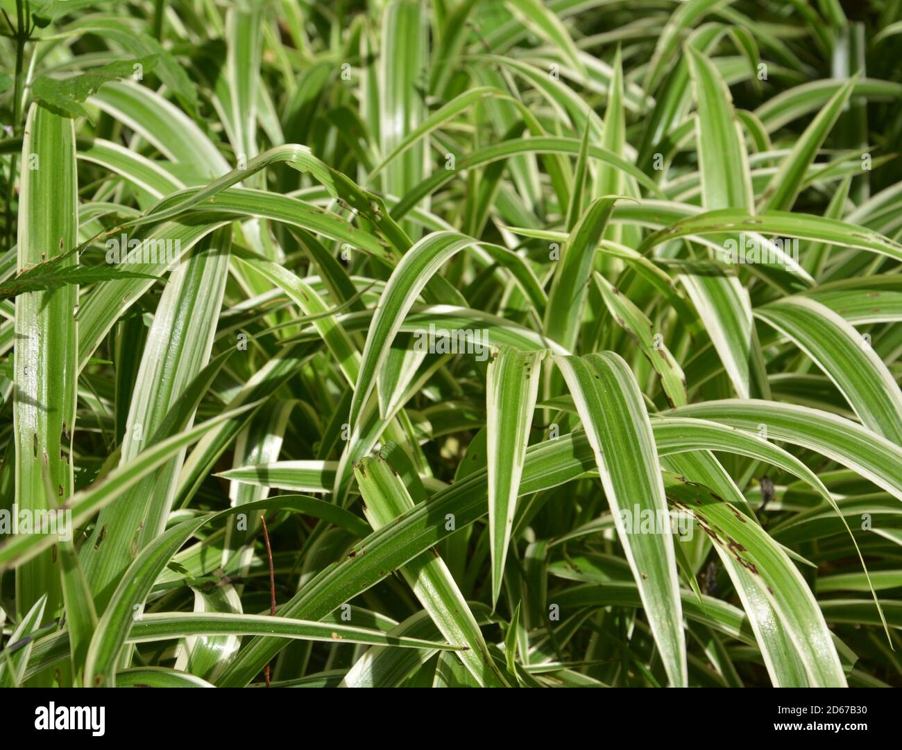 Long leaf detail background hi-res stock photography and images - Alamy
