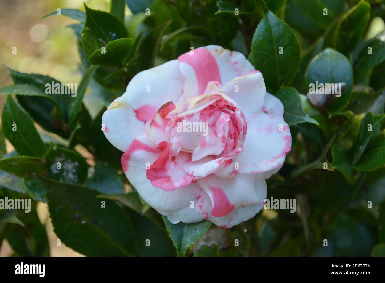 Two different color flower bouquet hi-res stock photography and images ...