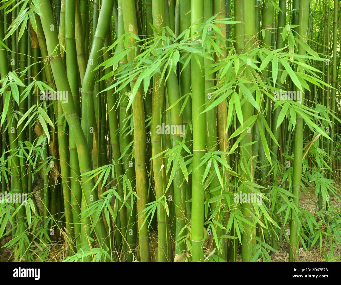Fresh green bamboo leaves vibrant hi-res stock photography and images ...