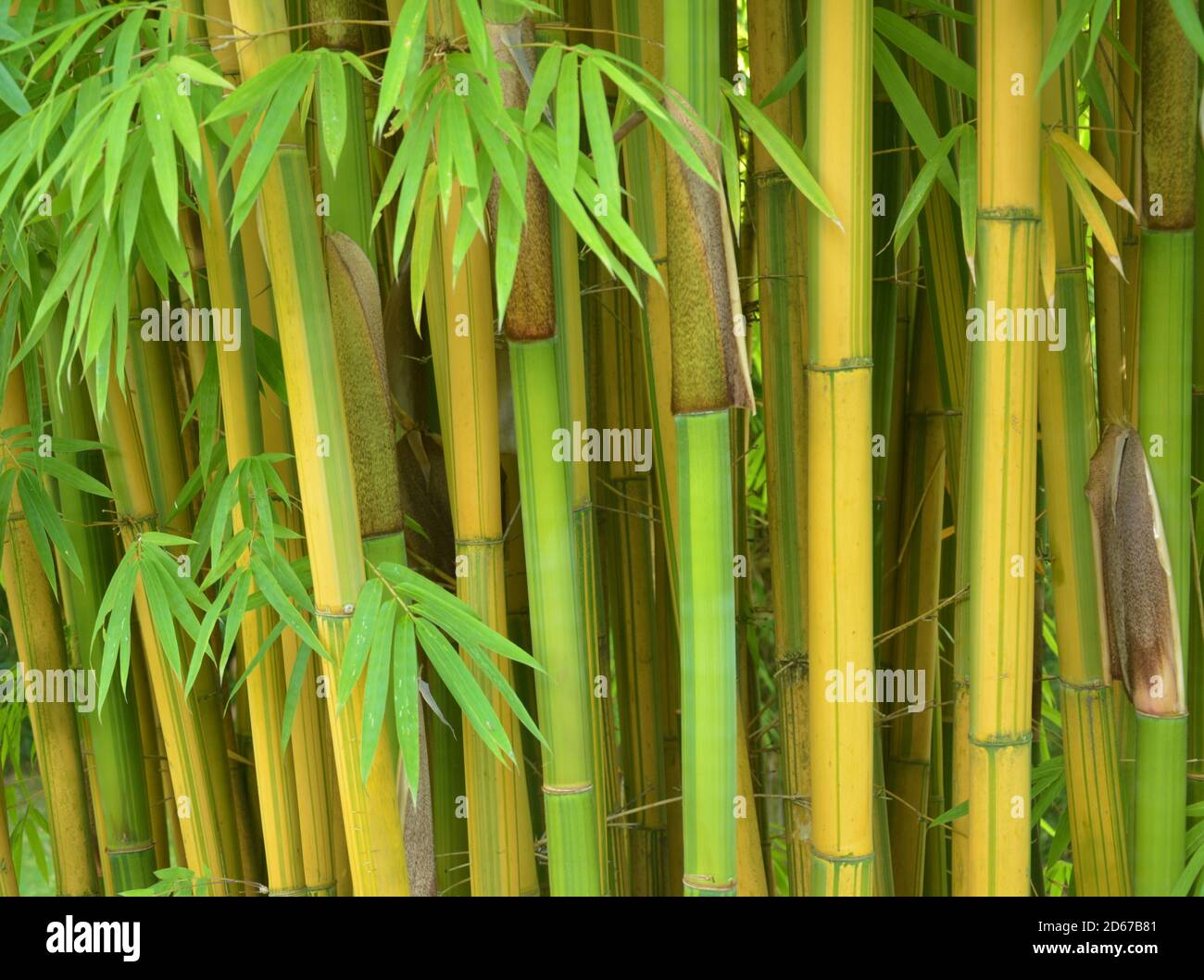 Yellow lush bamboo in hi-res stock photography and images - Alamy