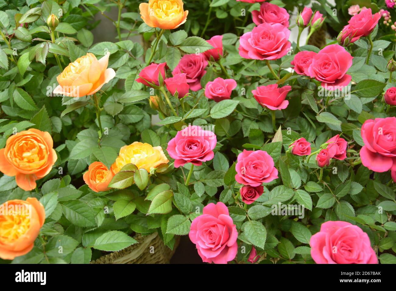 Group of roses hi-res stock photography and images - Alamy