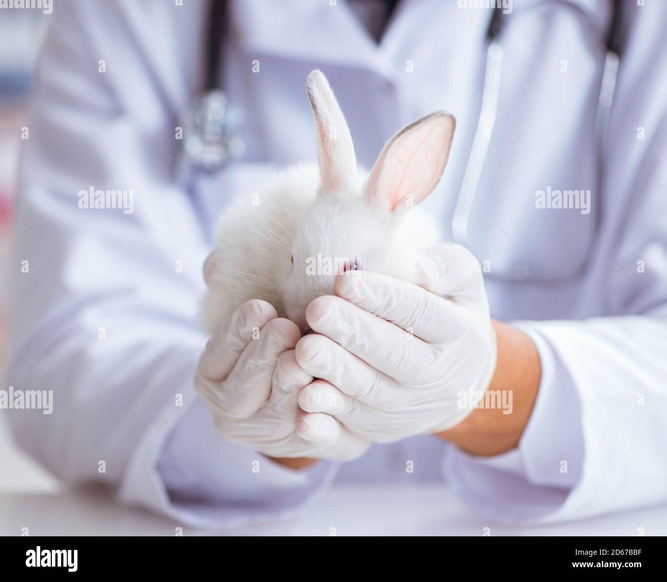 The vet doctor examining rabbit in pet hospital Stock Photo - Alamy