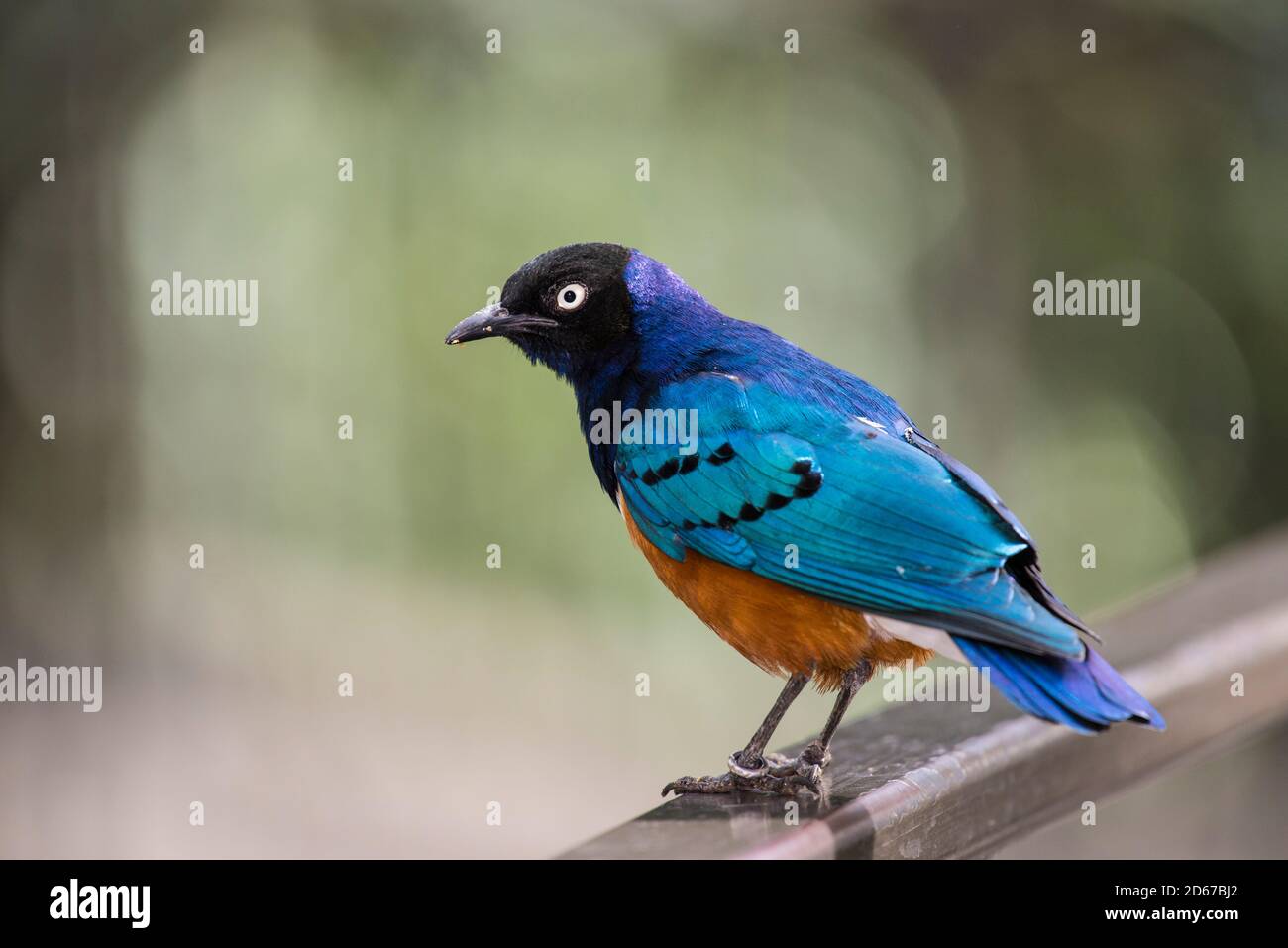 Kenyan starling hi-res stock photography and images - Alamy