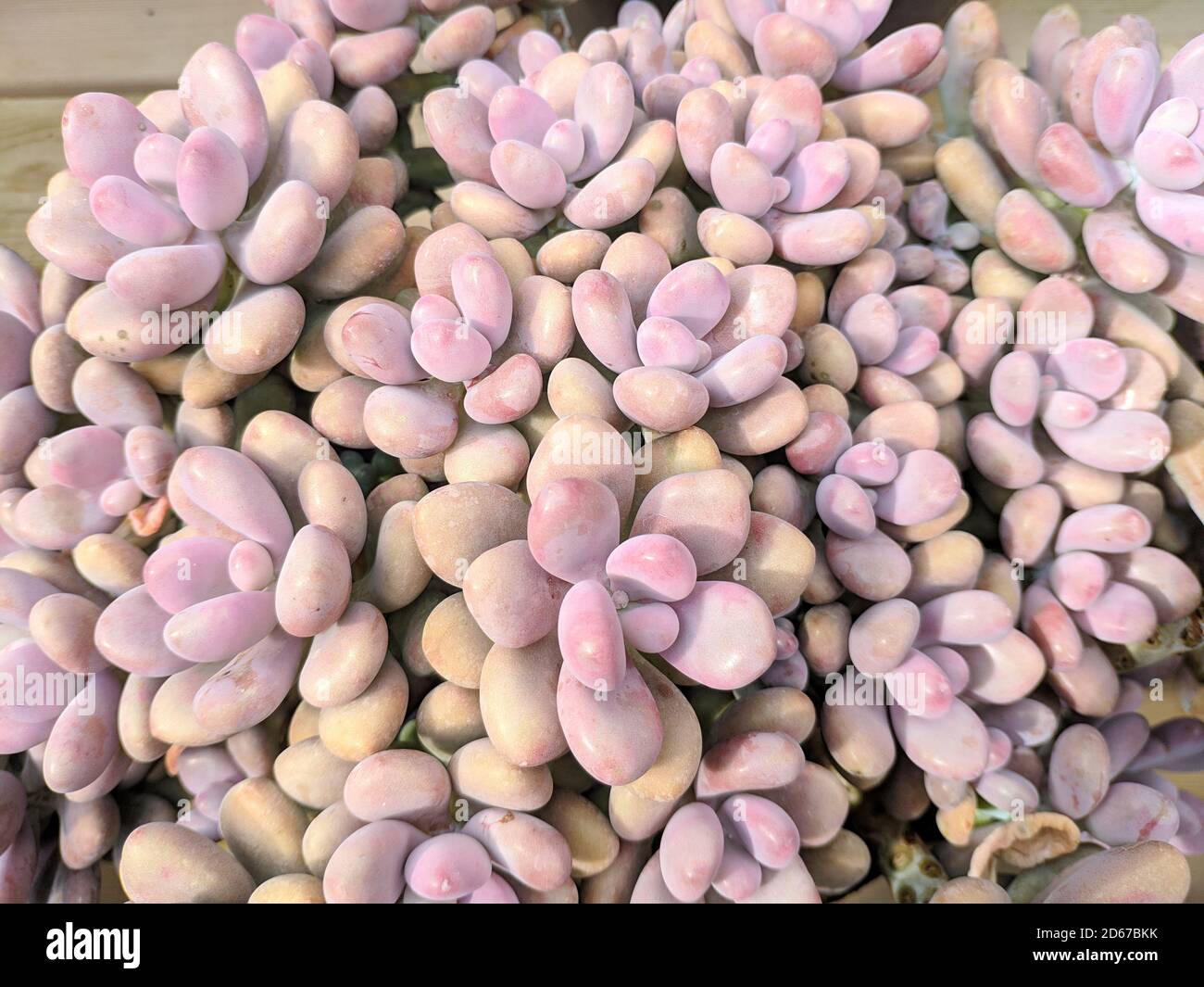 Unusual garden plants hi-res stock photography and images - Alamy