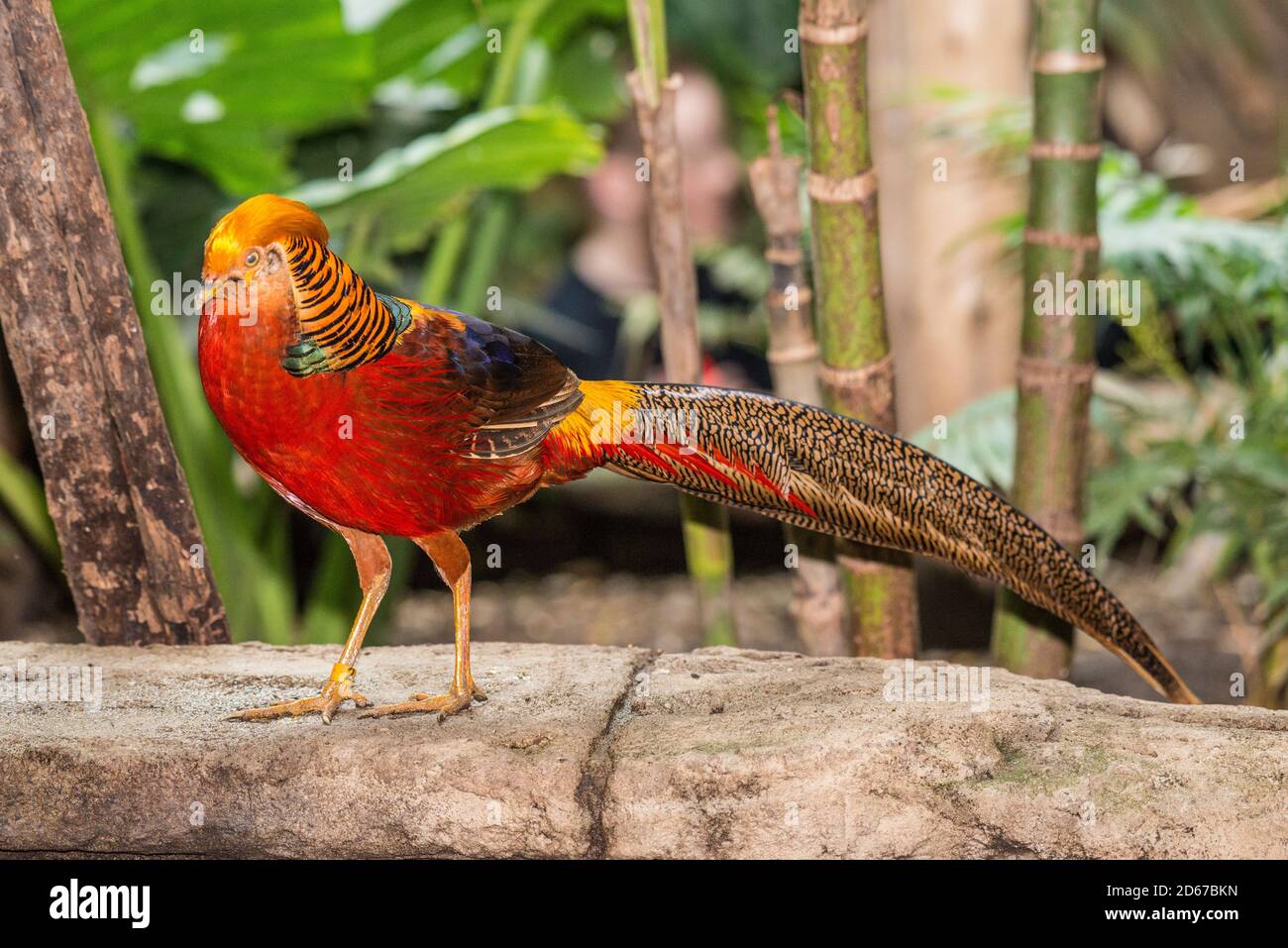 The Golden Pheasant or Chinese Pheasant, is a gamebird of the order ...