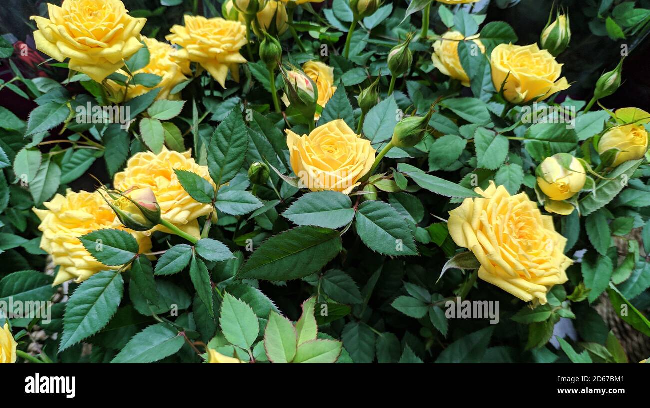 Yellow middle white flower hi-res stock photography and images - Alamy