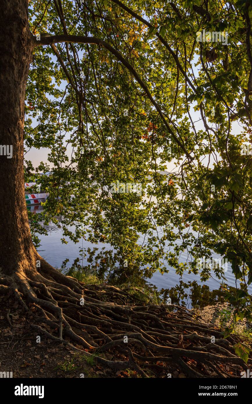 The roots of a tree in the shade of its branches in an autumn morning ...