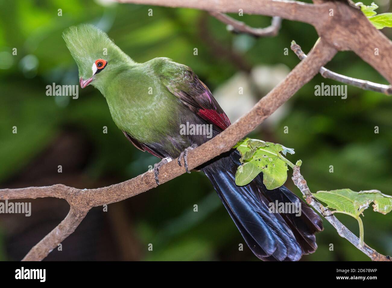 The Guinea Turaco also known as the Green Turaco, is a species of ...