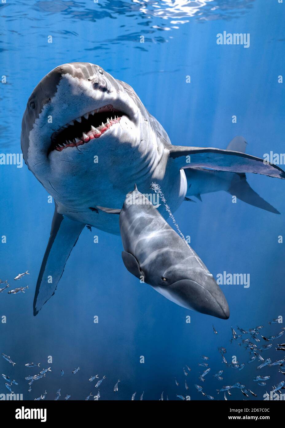 Otodus High Resolution Stock Photography and Images - Alamy