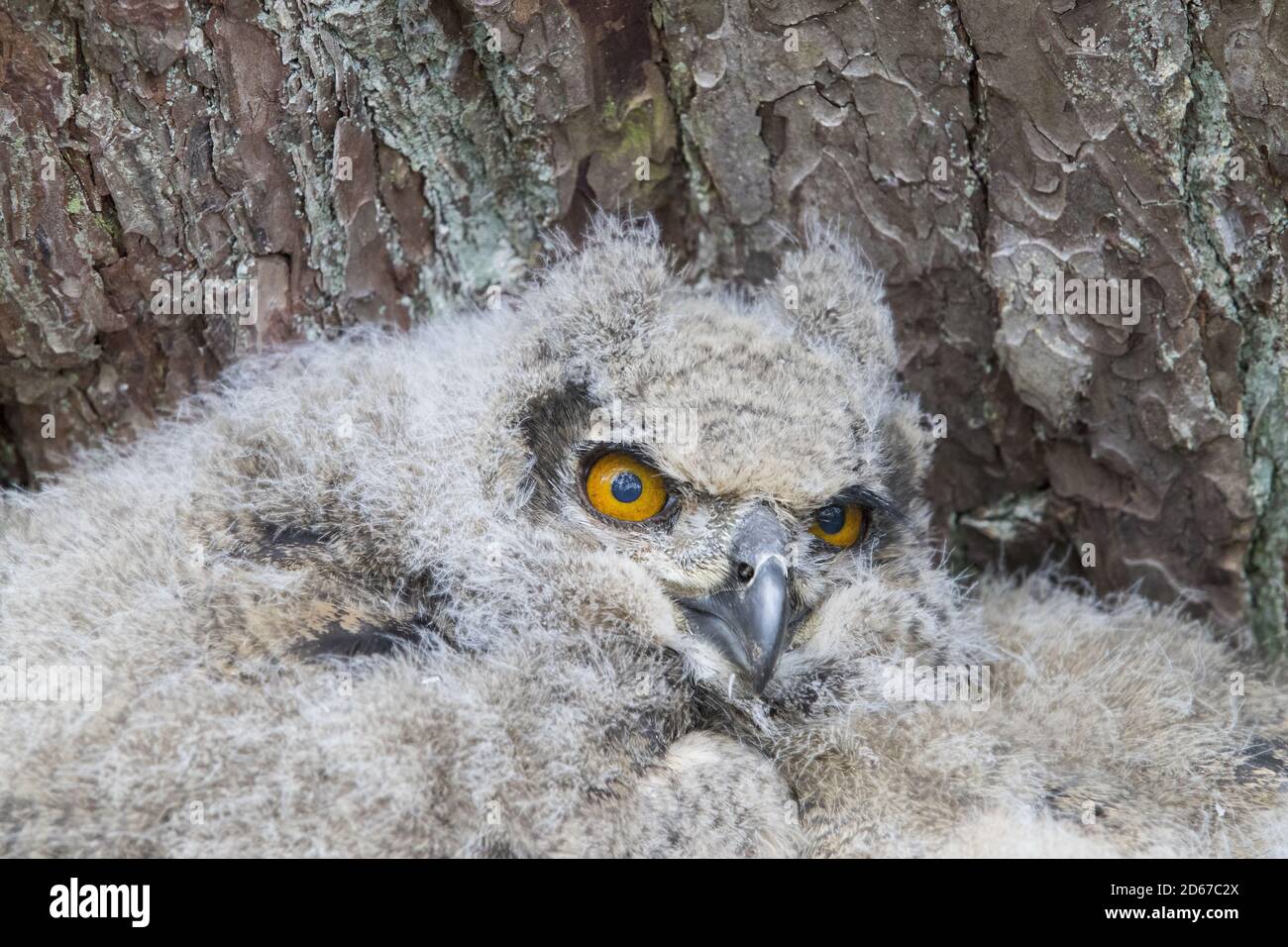 Close up portrait of Eagle Owl owlet Stock Photo - Alamy