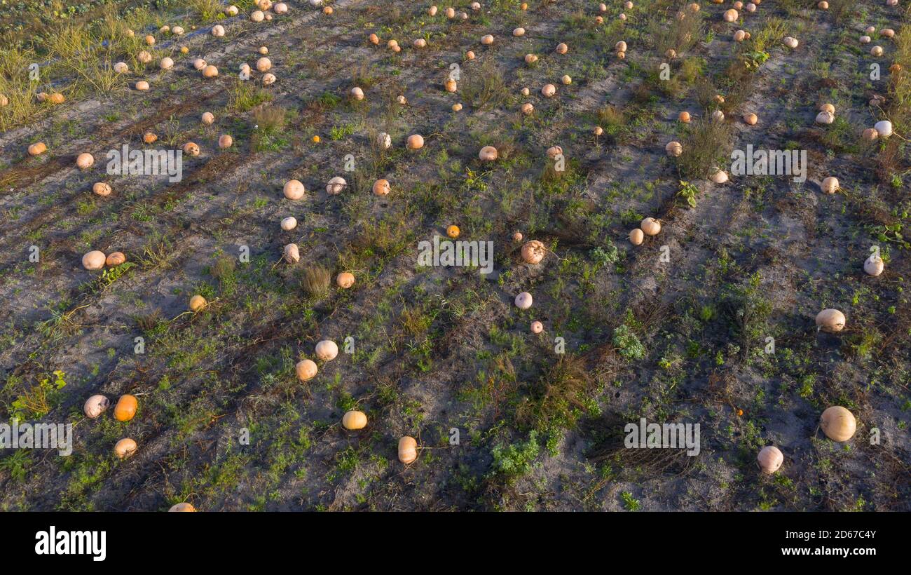 Aerial drone view pumpkin hi-res stock photography and images - Alamy