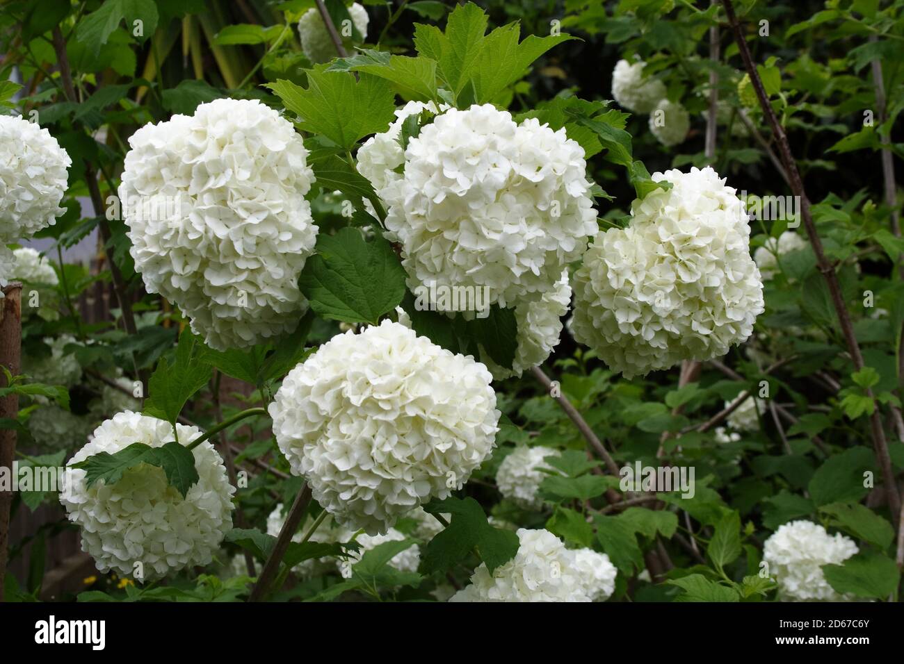 Ball shaped flower hi-res stock photography and images - Alamy