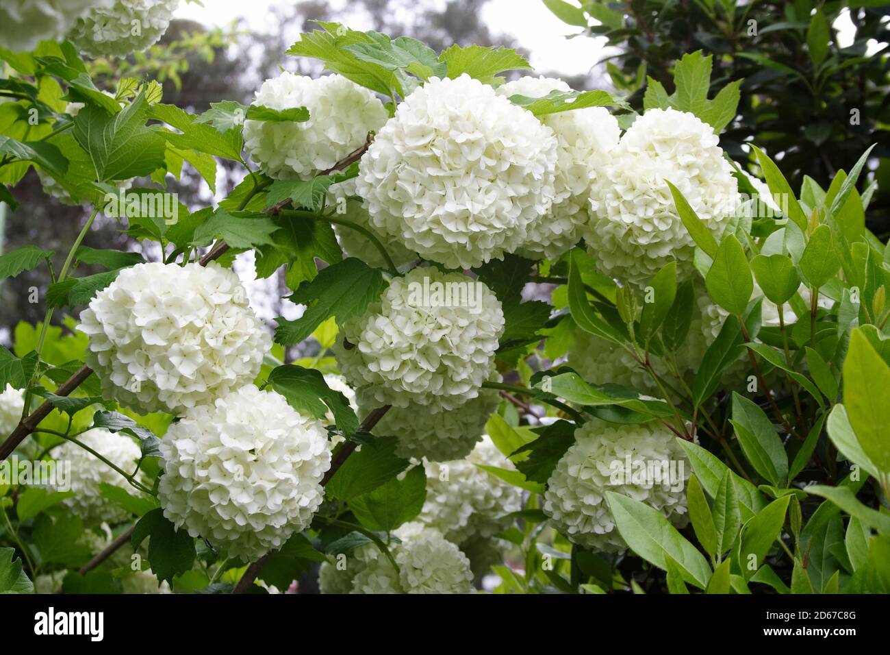 Ball shaped flower hi-res stock photography and images - Alamy