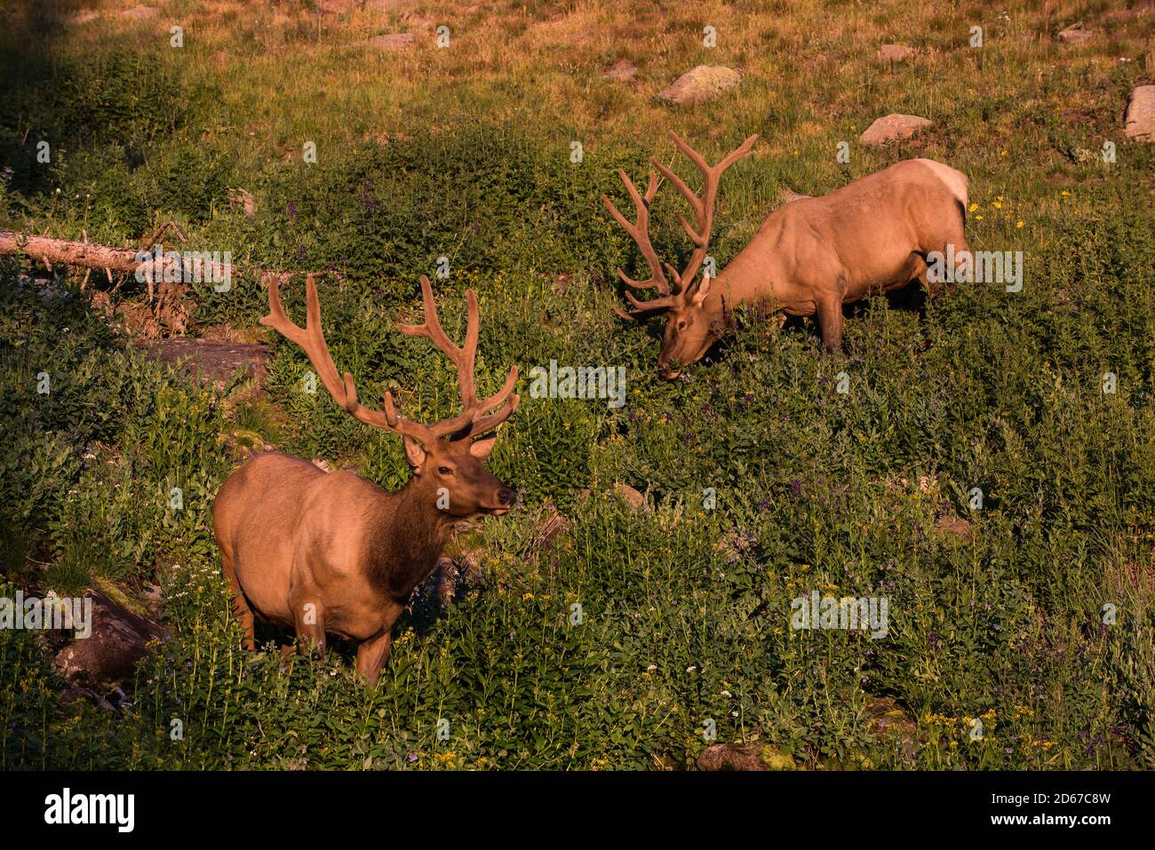 Wapiti, Bull Elk, grazing, mountains slopes, Rocky Mountains, Colorado ...