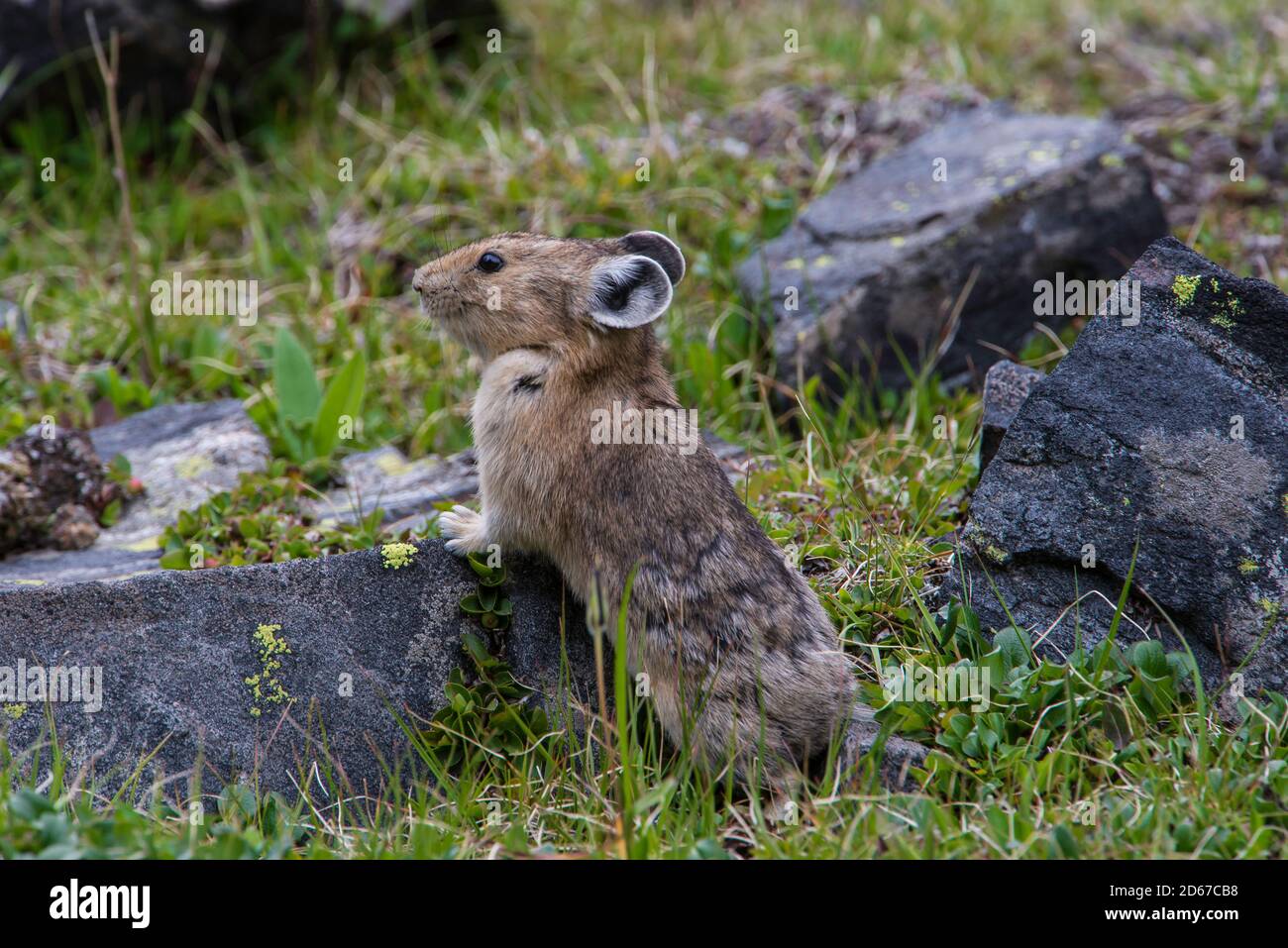 American Pika, gathering vegetation, Rocky Mountains, Colorado, USA, by ...