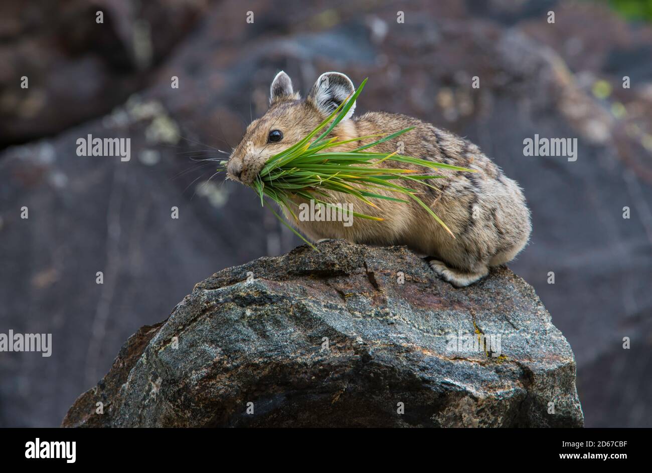 American pika rocky mountains colorado hi-res stock photography and ...