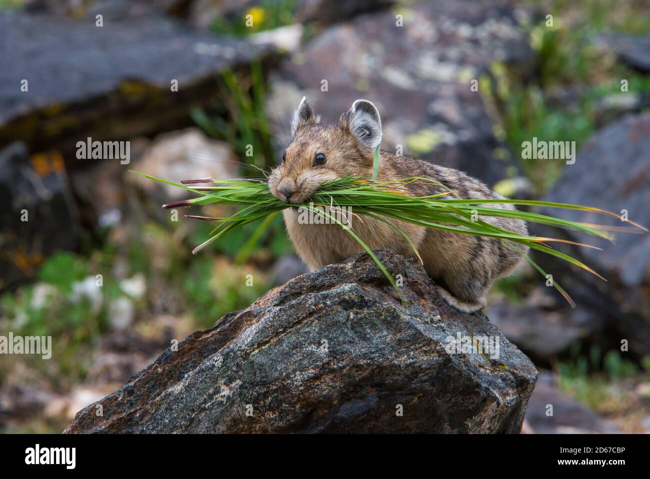 American pika rocky mountains colorado hi-res stock photography and ...