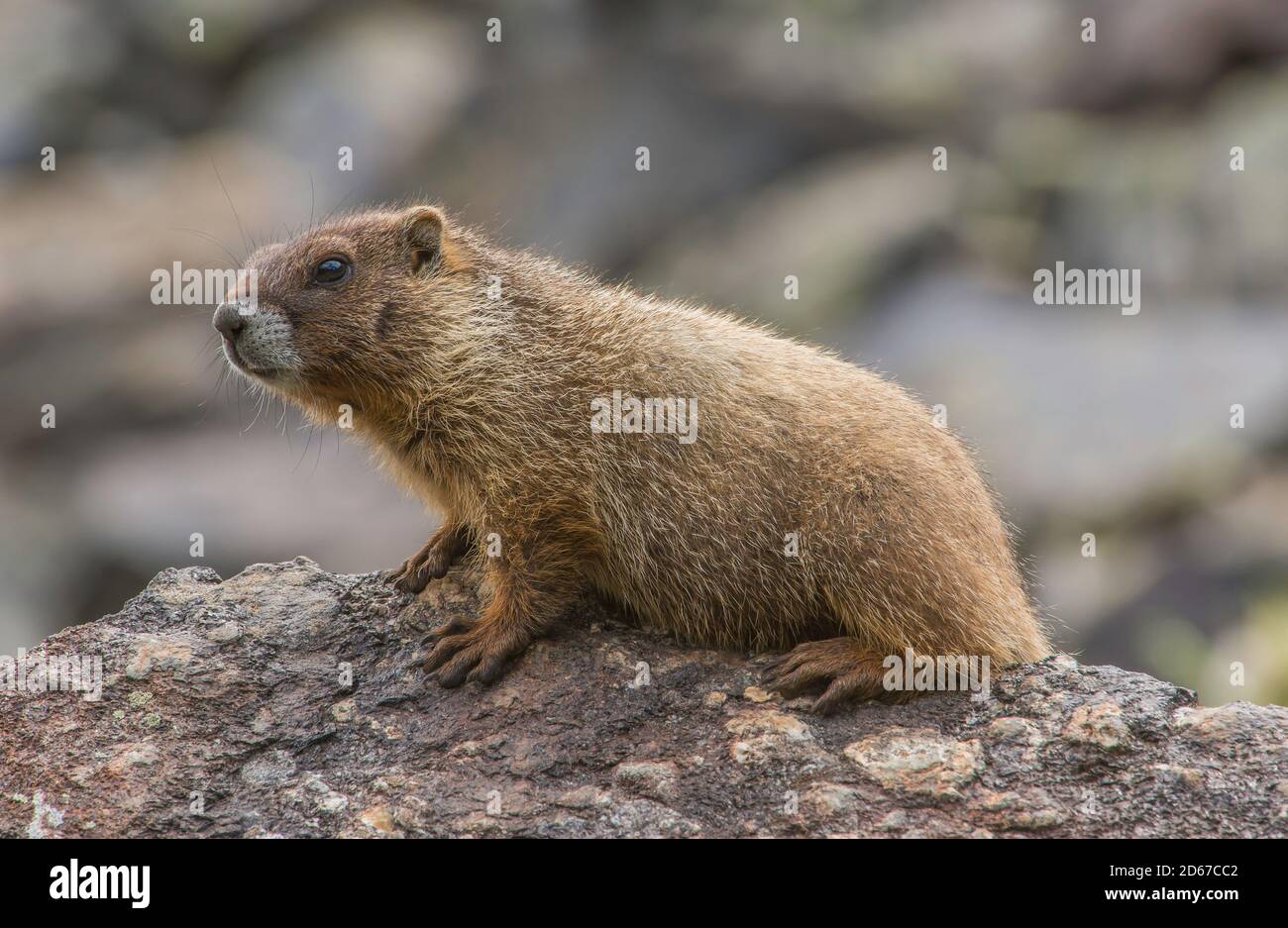 Baby Marmot