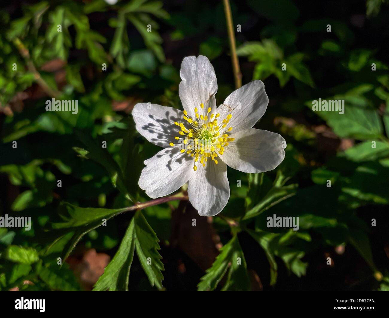 Closeup of a wood anemone flower in a forest in spring Stock Photo - Alamy